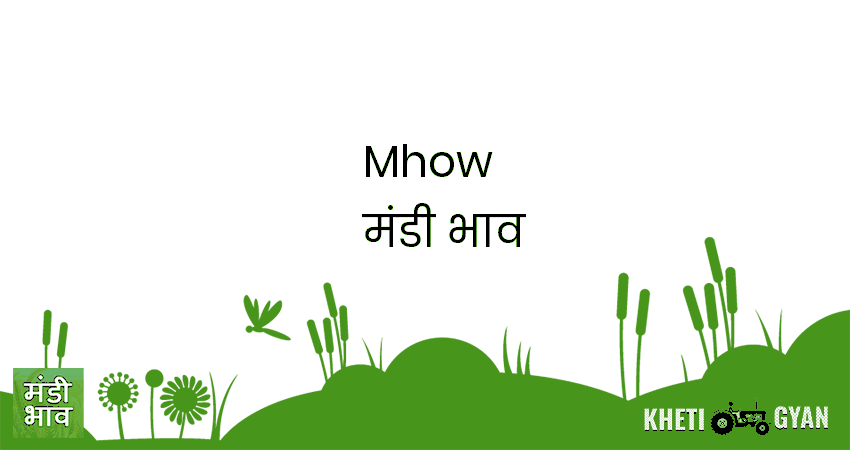 Mhow Mandi Bhav Today | आज का मंडी भाव | Commodity Market Rate - Mandi ...