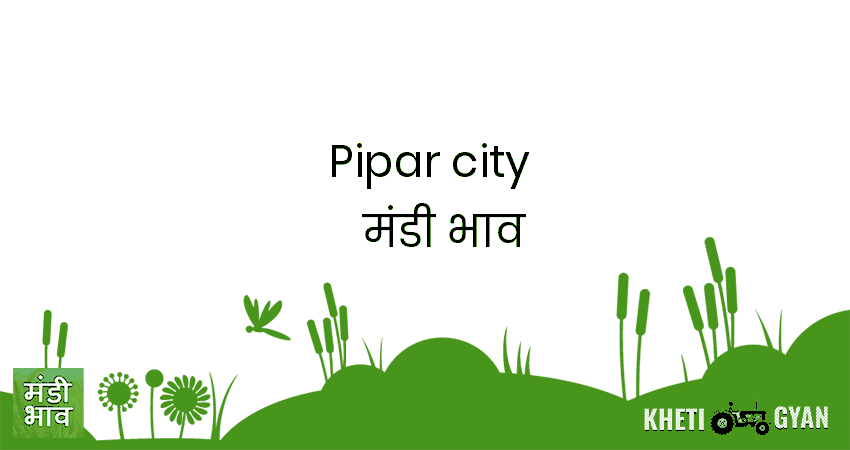 Pipar City Mandi Bhav Today | आज का मंडी भाव | Commodity Market Rate ...